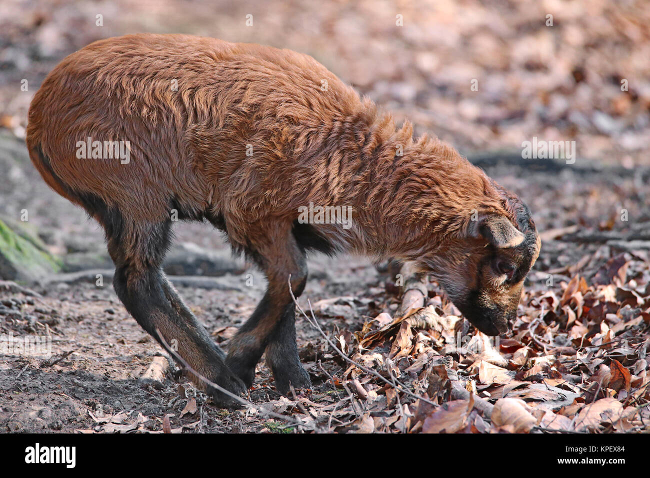 offspring in cameroon sheep Stock Photo - Alamy
