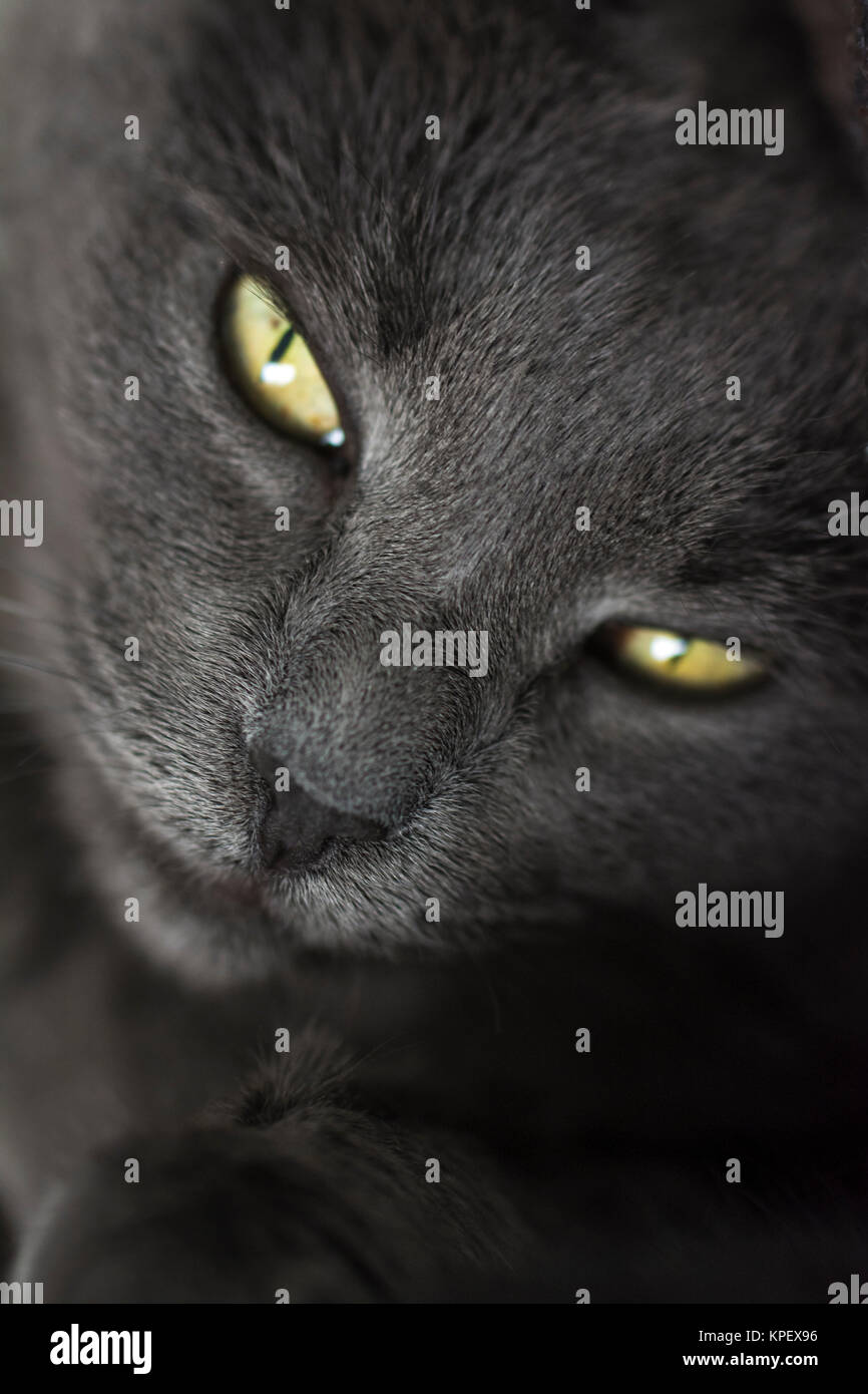 Grey Cat Portrait Stock Photo - Alamy