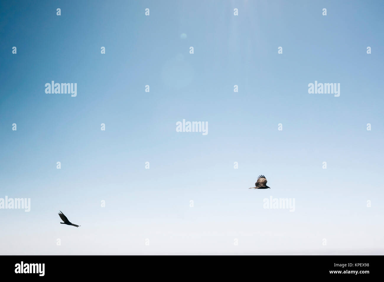 High elevation birds hi-res stock photography and images - Alamy