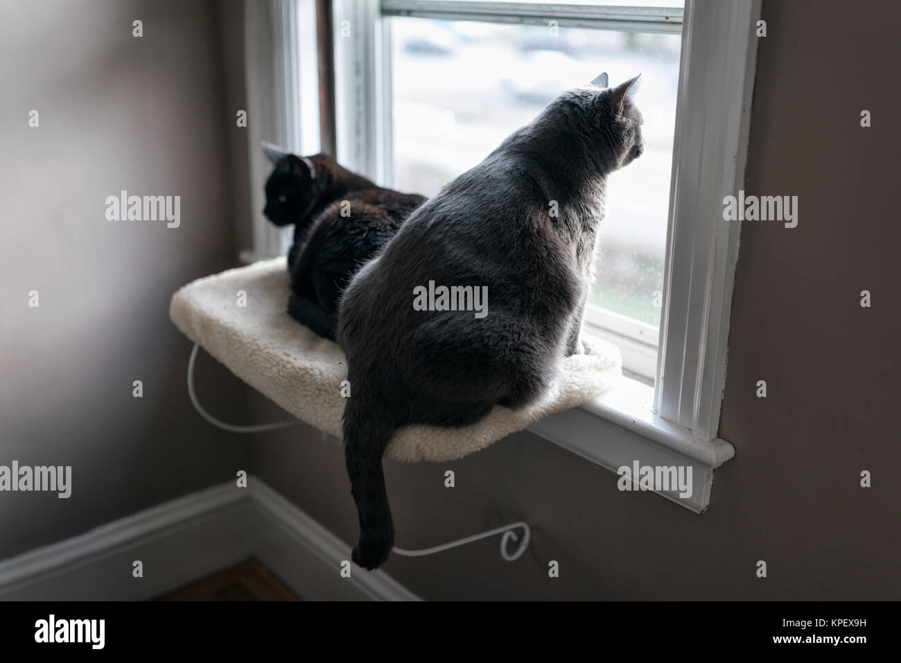 White and Black Cat Sitting on Window Ledge Stock Photo - Alamy