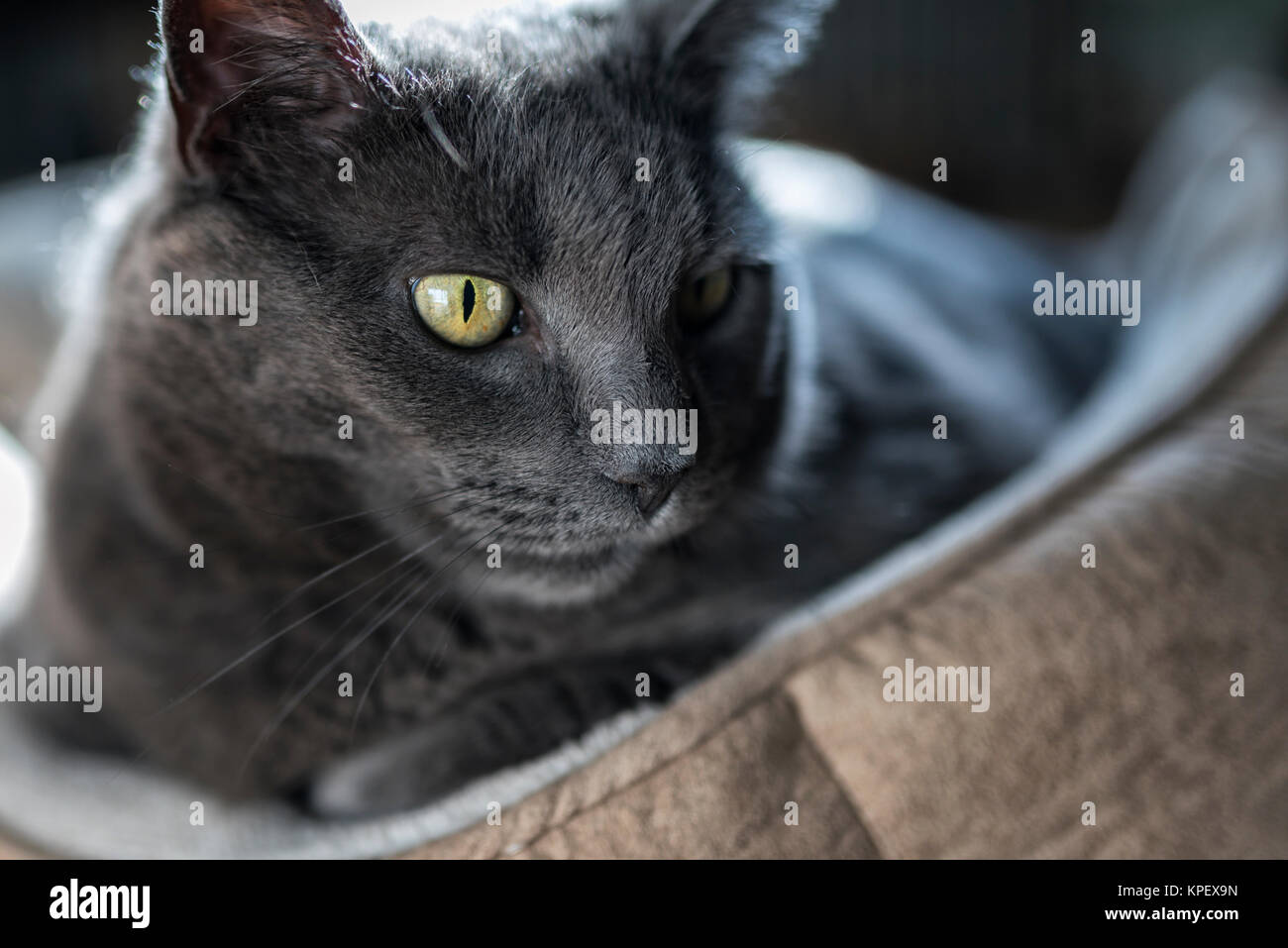 Grey Cat Portrait Stock Photo - Alamy