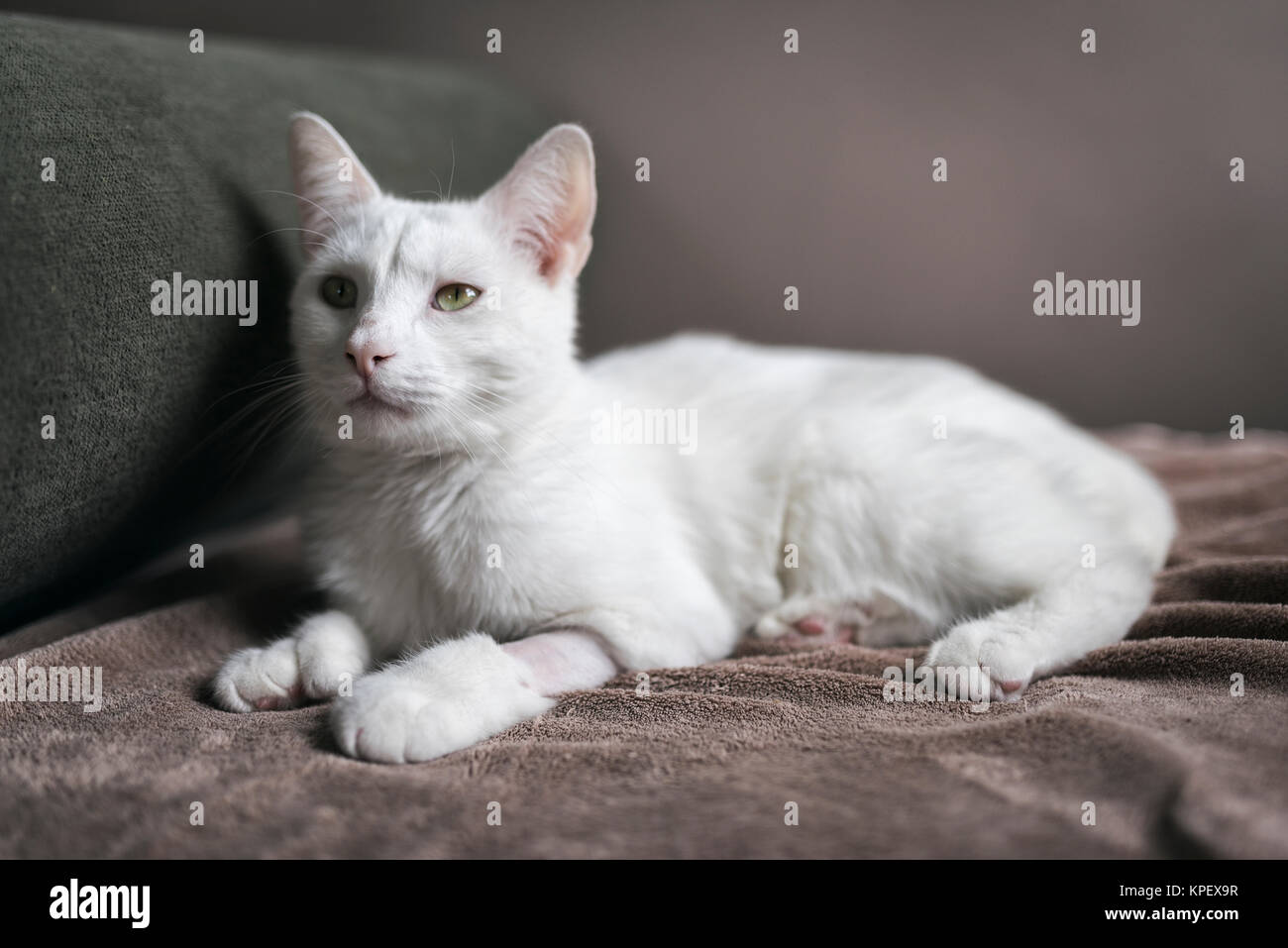 White Cat Portrait Stock Photo - Alamy