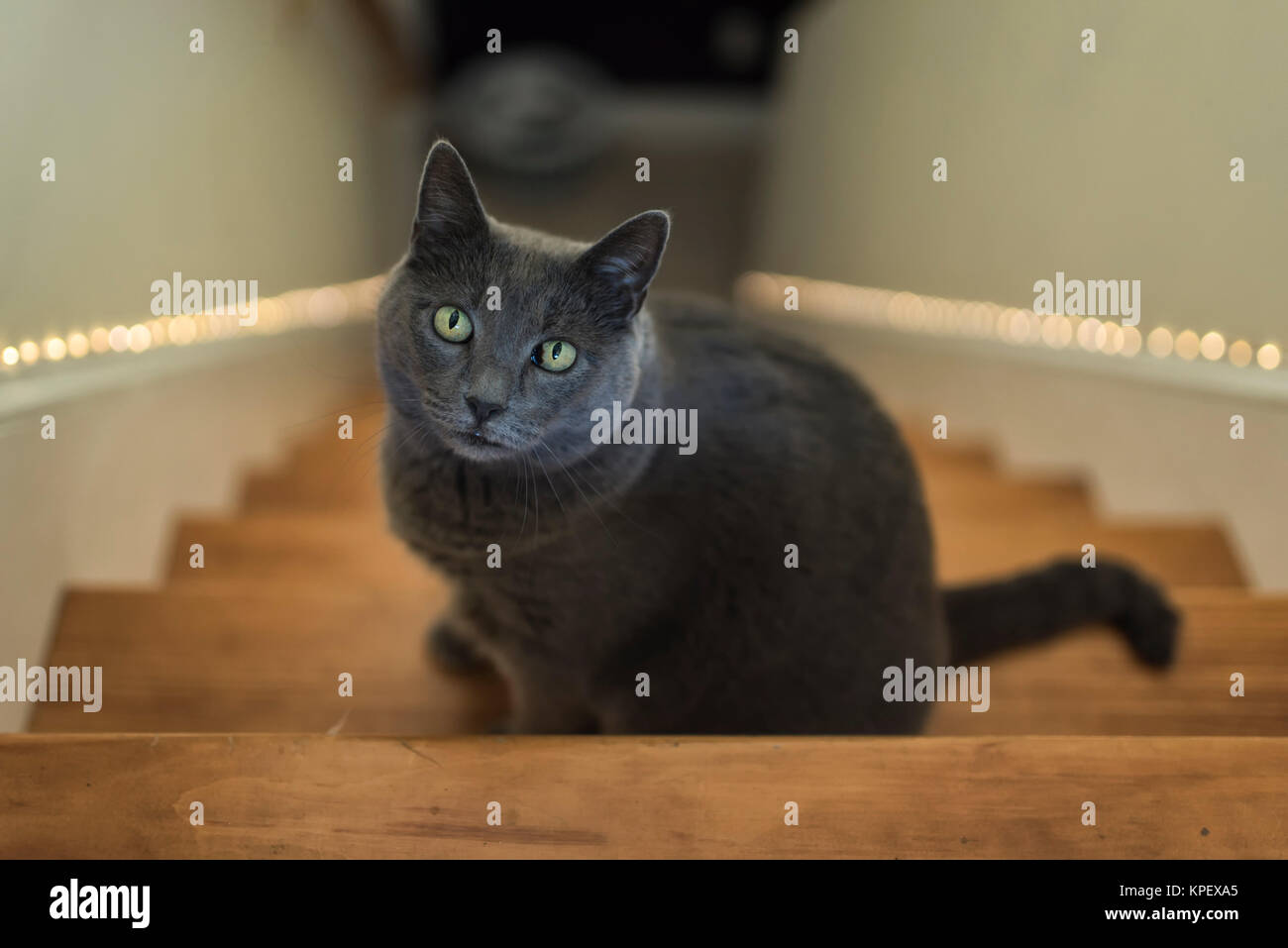 Grey Cat Portrait Stock Photo - Alamy