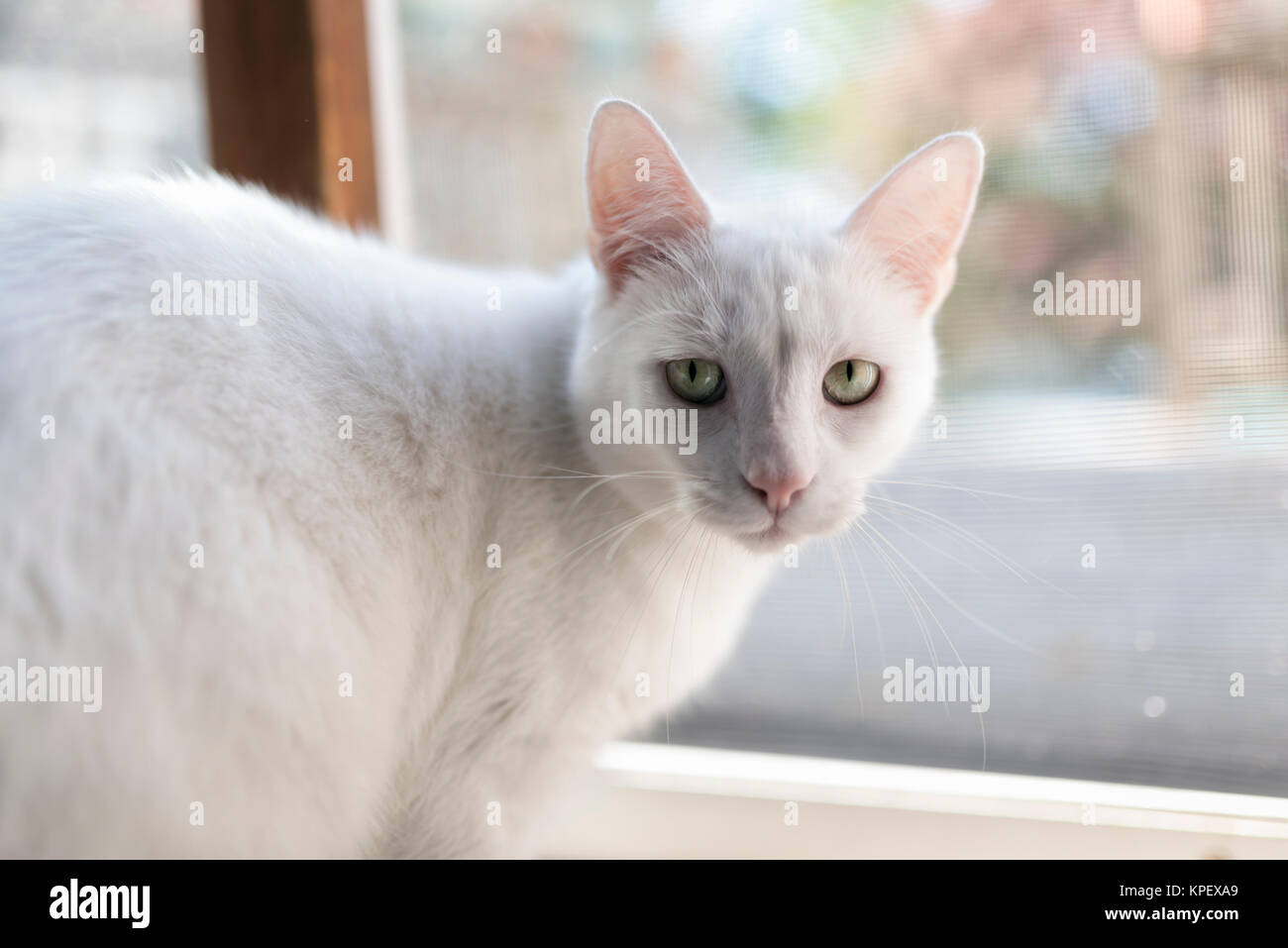 White Cat Portrait Stock Photo - Alamy
