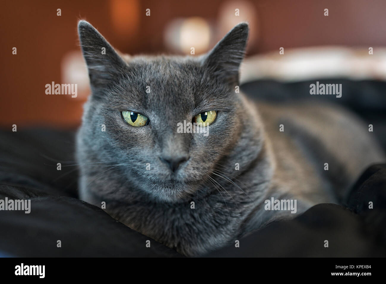 Grey Cat Portrait Stock Photo - Alamy