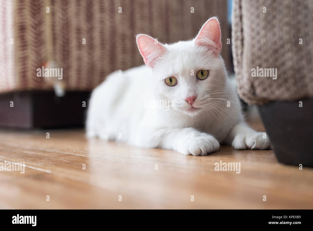 White Cat Portrait Stock Photo - Alamy