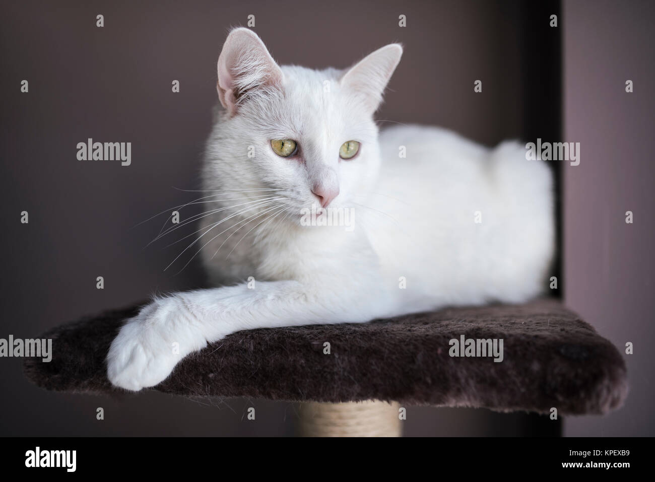 White Cat Portrait Stock Photo - Alamy