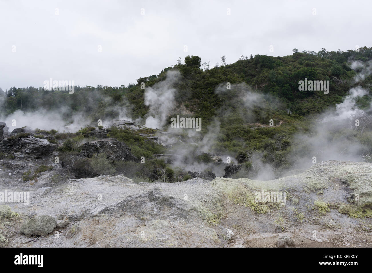 te puia geothermal valley Stock Photo - Alamy