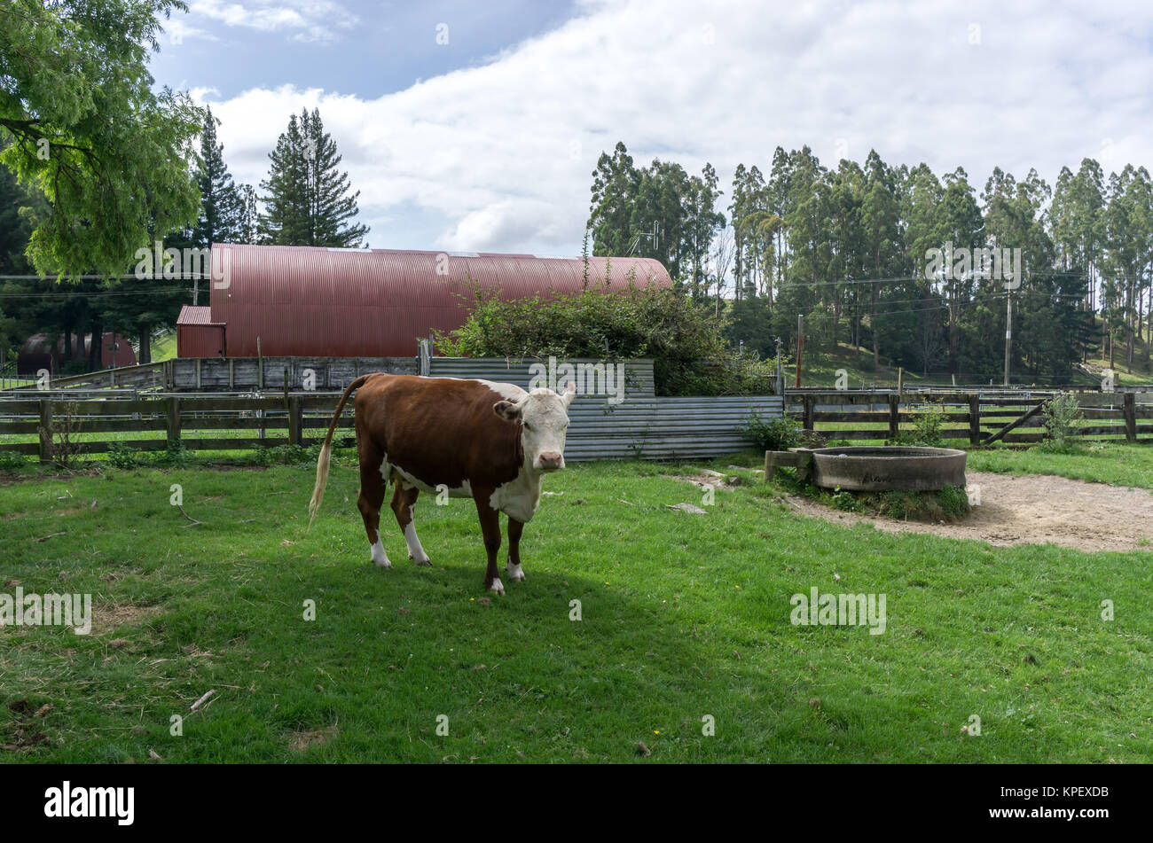 agrodome farm tour Stock Photo - Alamy