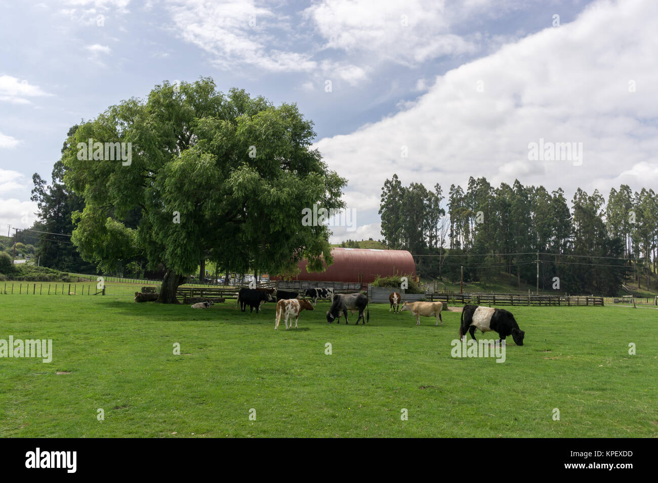 New zealand agrodome hi-res stock photography and images - Alamy