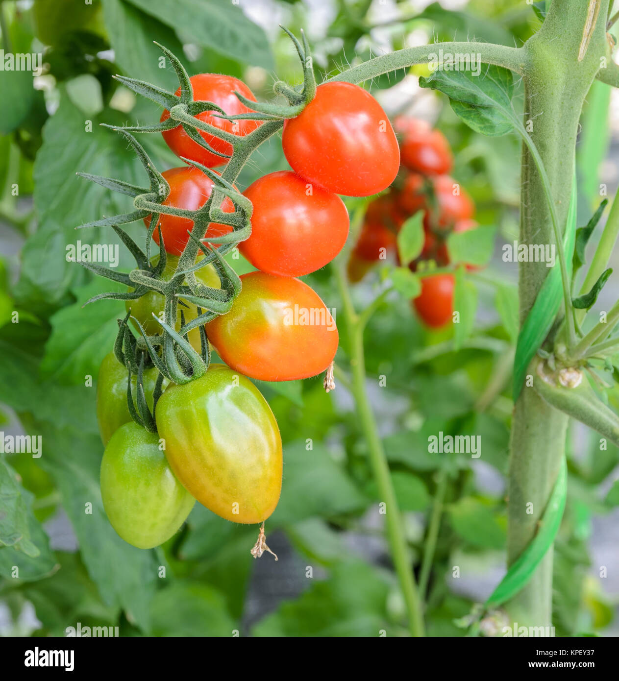 A cluster of tomatoes Stock Photo - Alamy