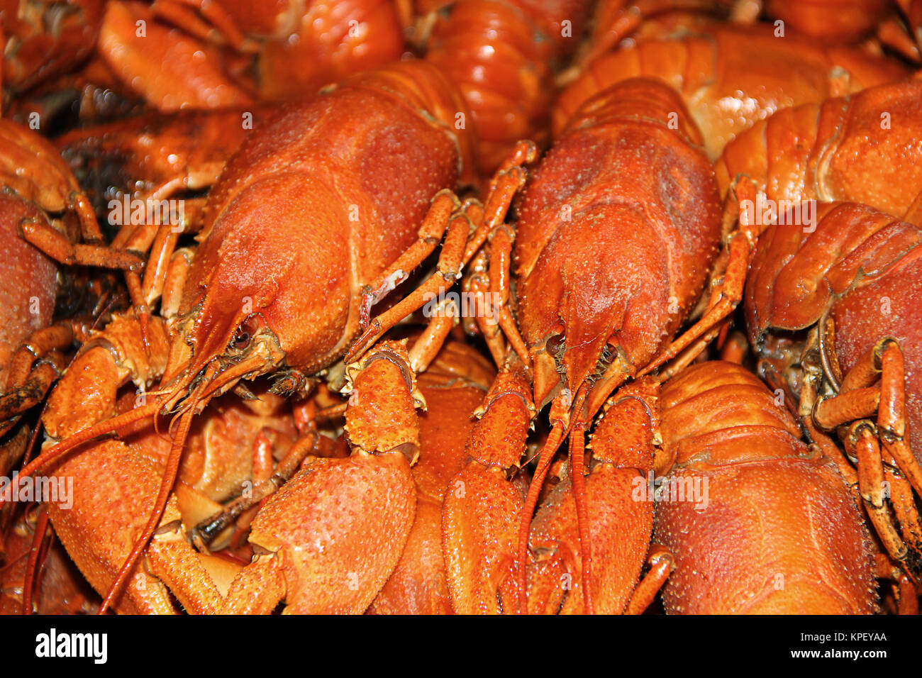 Background with many crawfishes Stock Photo - Alamy