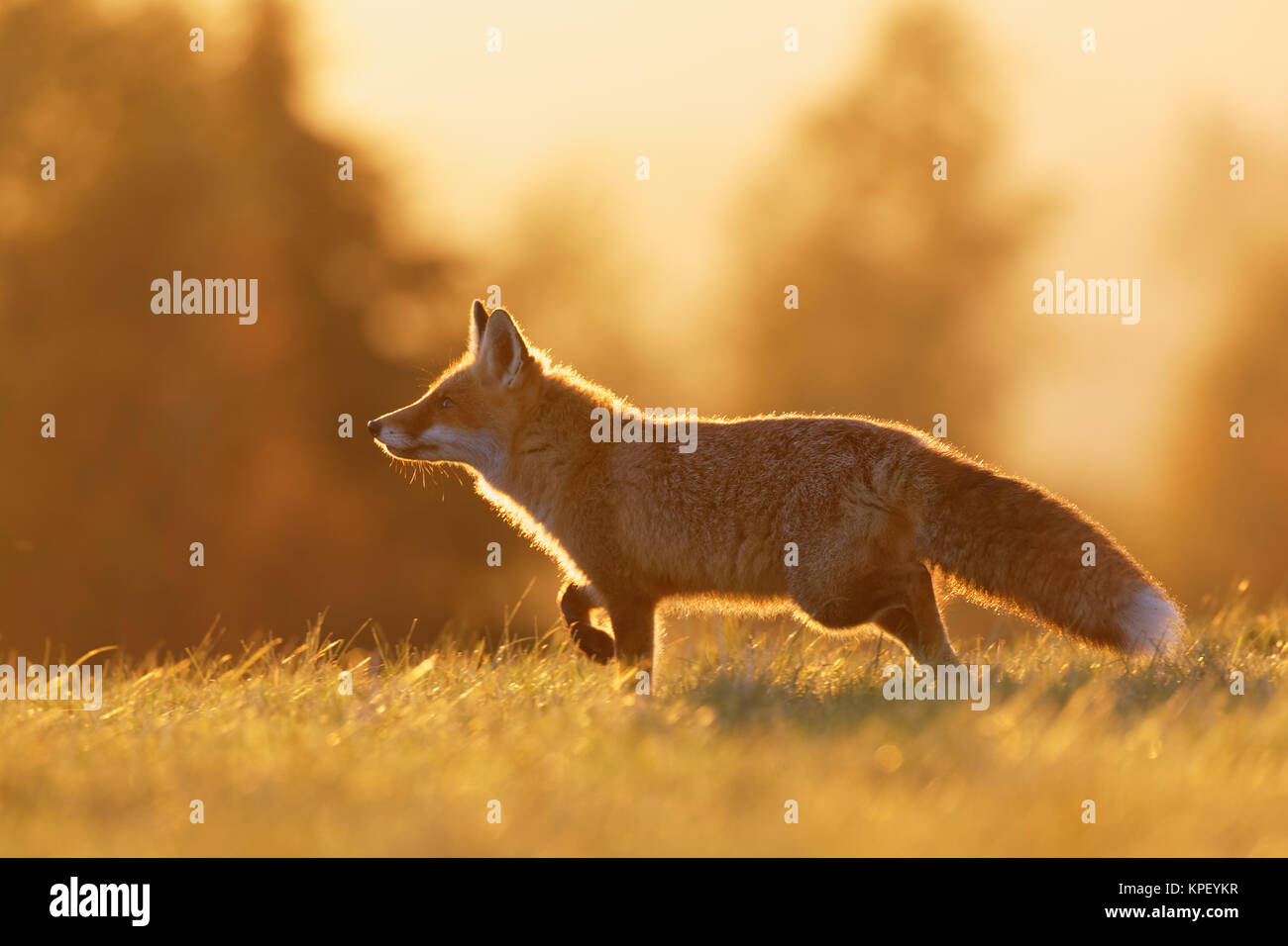 red fox in the backlight Stock Photo - Alamy