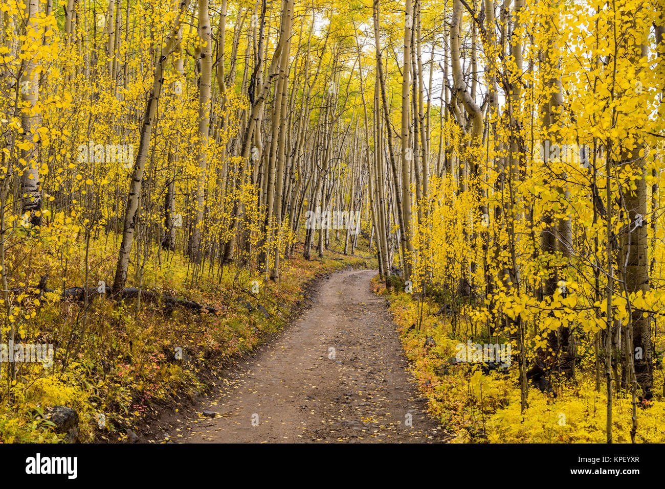 Golden aspen hi-res stock photography and images - Alamy