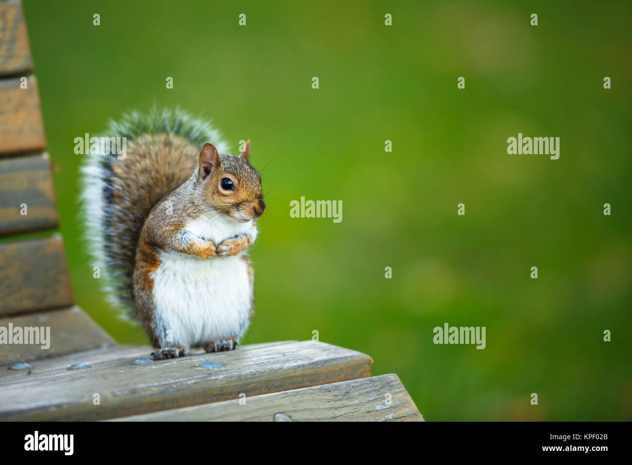 Eastern Grey Squirrel (Sciurus carolinensis Stock Photo - Alamy