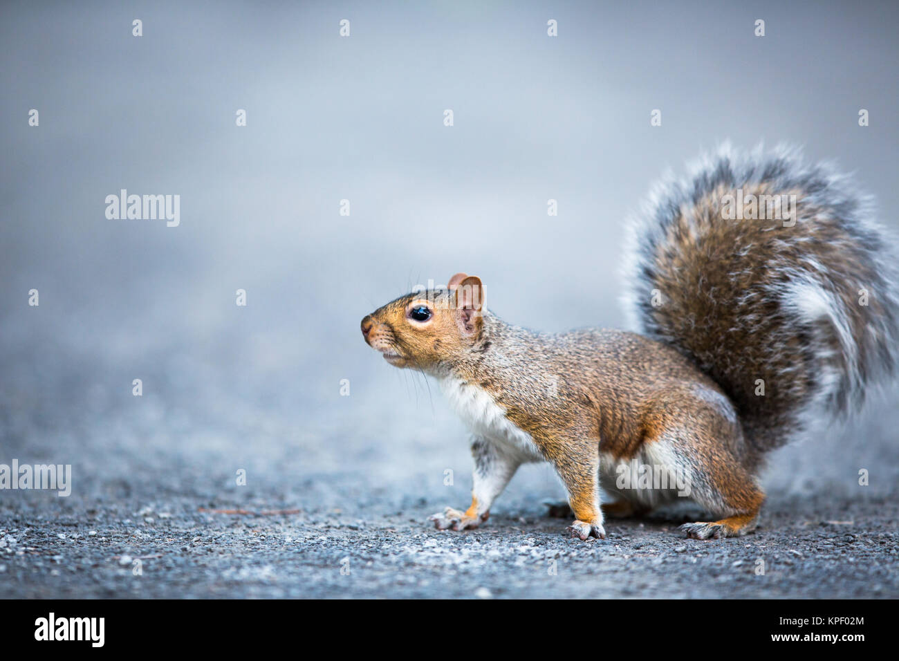 Eastern Grey Squirrel (Sciurus carolinensis Stock Photo - Alamy