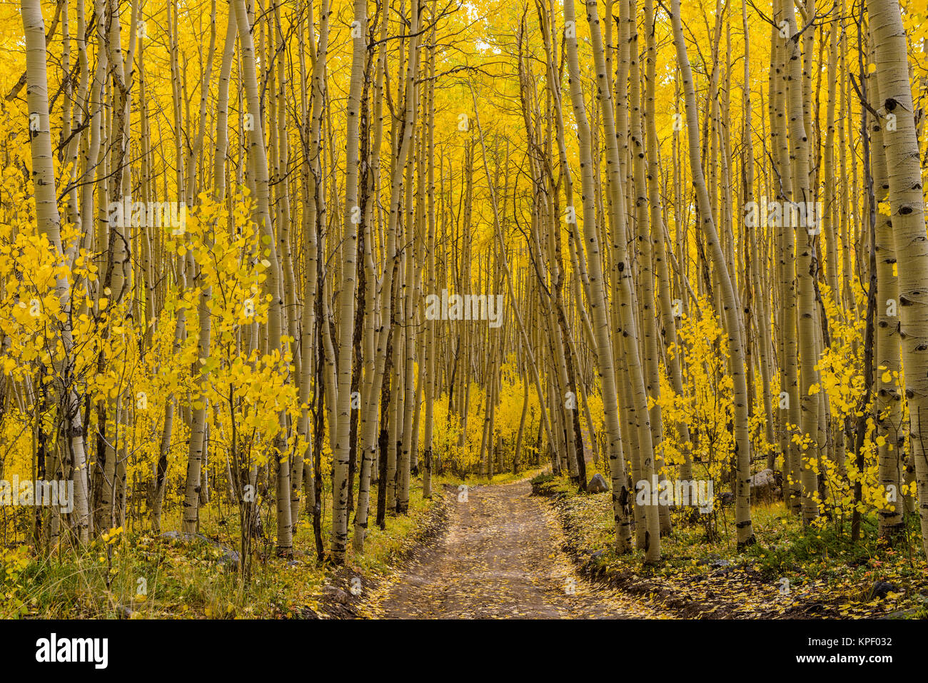 Autumn Aspen Trail - Horizontal - The sun shines on a unpaved hiking ...