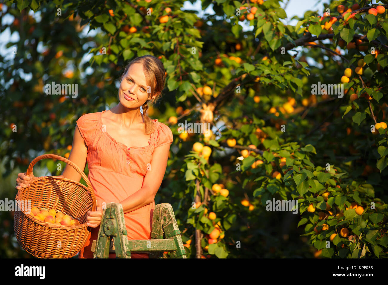 Pretty, young woman picking apricots lit by warm summer evening light ...