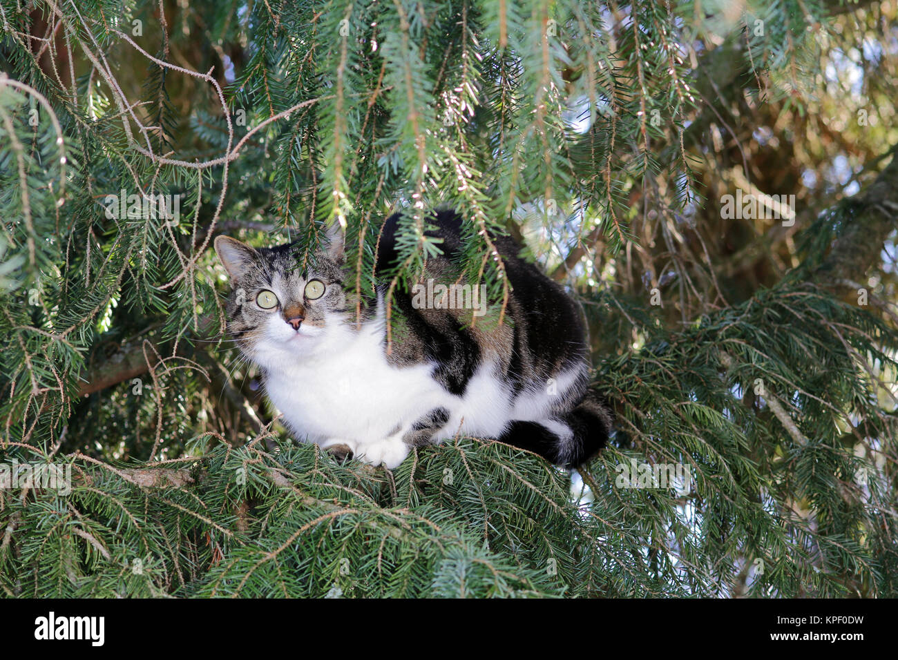 A small cat sits on a branch high up in the tree Stock Photo - Alamy