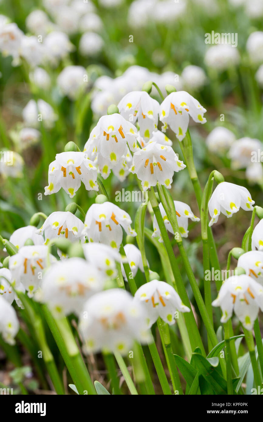 spring flowers node Stock Photo - Alamy