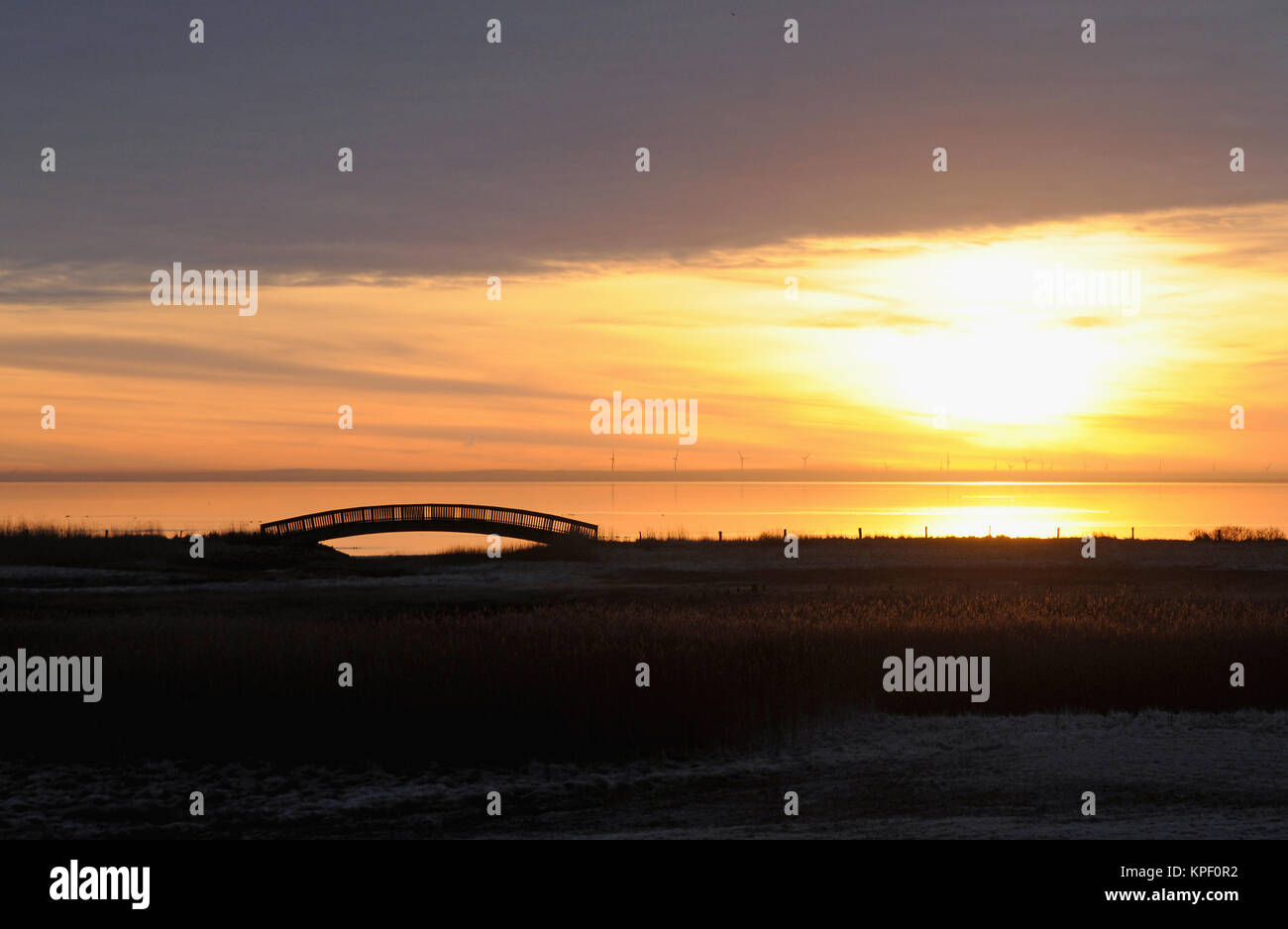 Flora and fauna of the wadden sea hi-res stock photography and images ...