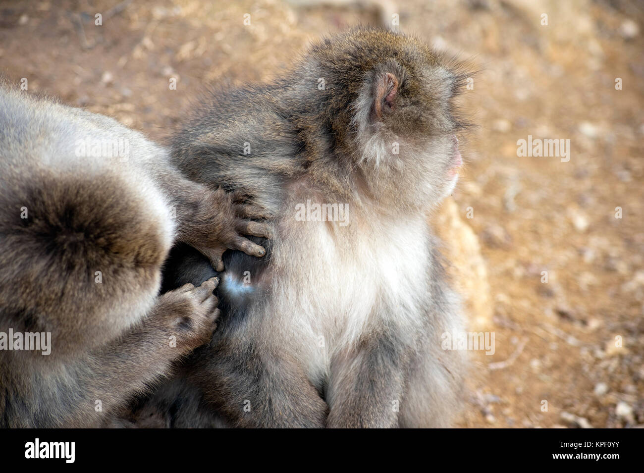 Friendly monkey preening friend Stock Photo - Alamy