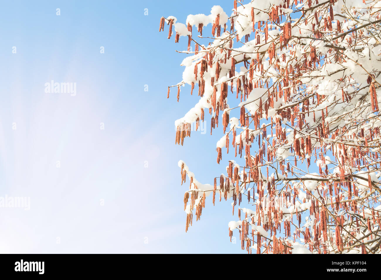 Morning sun beams and spring warming on catkins and snow Stock Photo ...