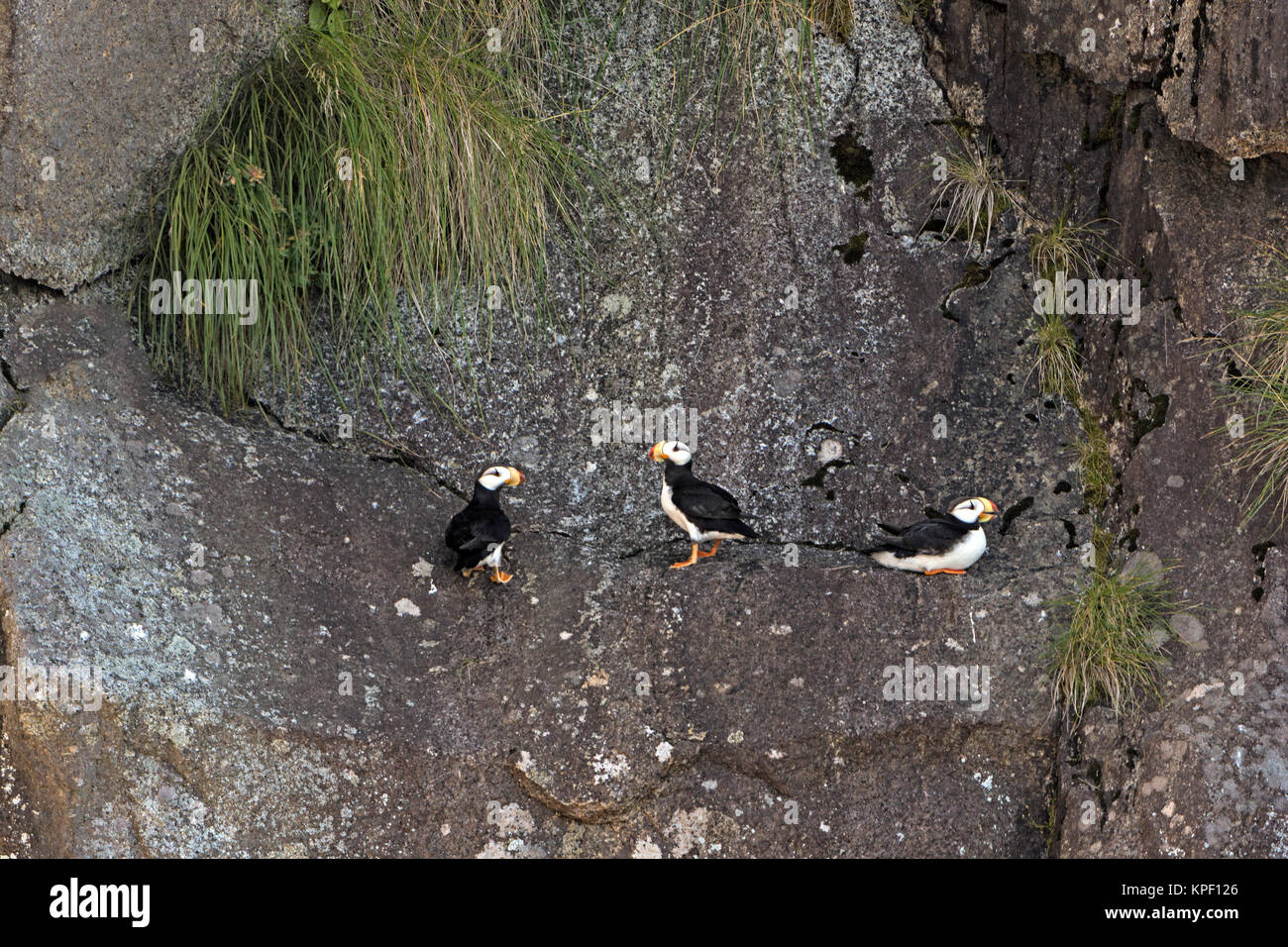 Horned Puffins on Nesting Rocks Stock Photo - Alamy
