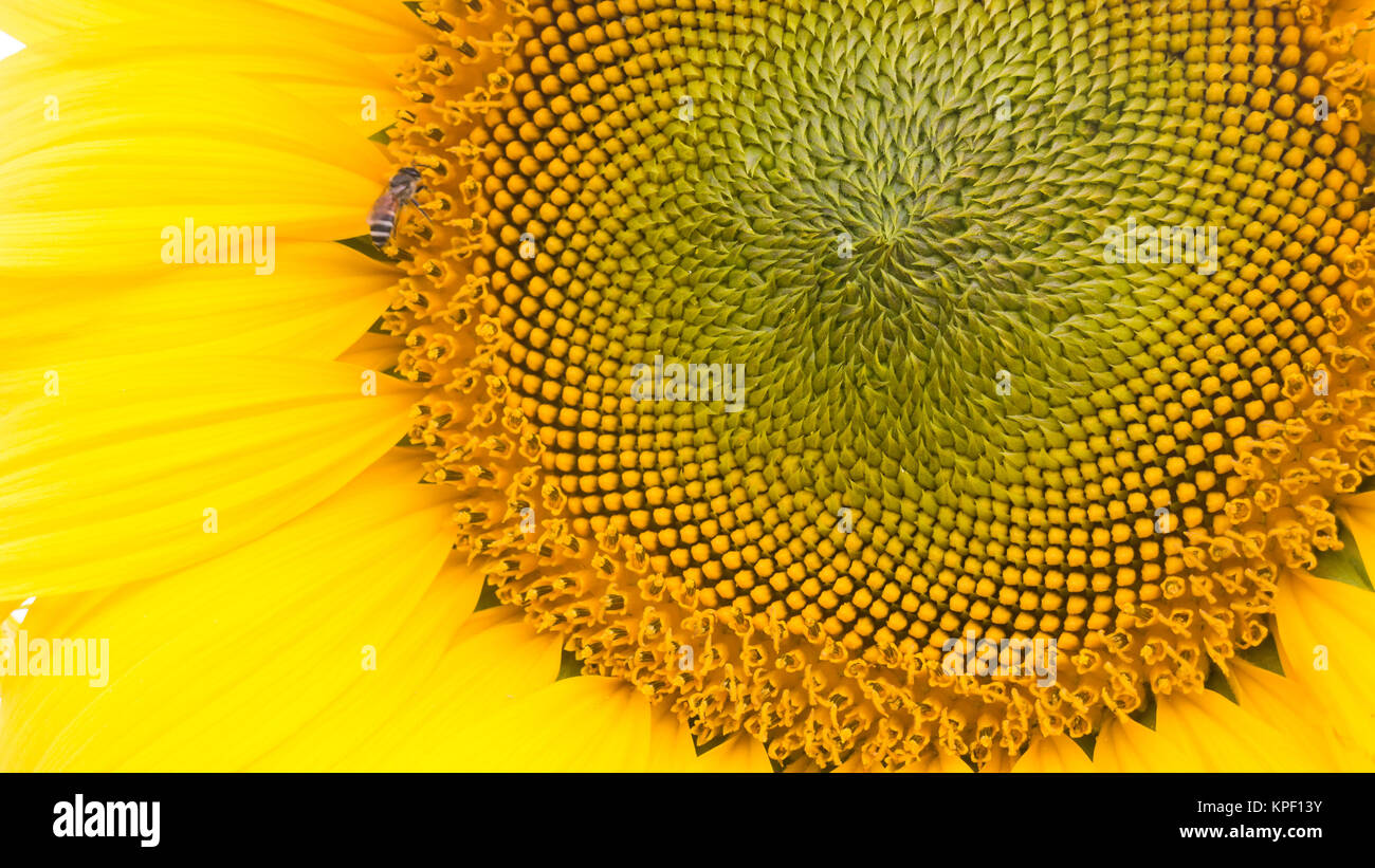 Beautiful sunflower pollen up close Stock Photo - Alamy