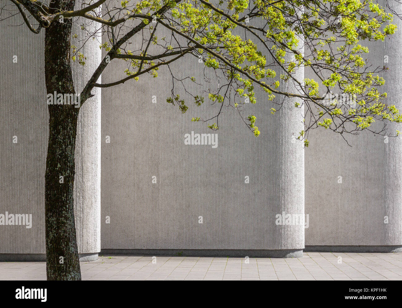 Green tree against building wall Stock Photo - Alamy