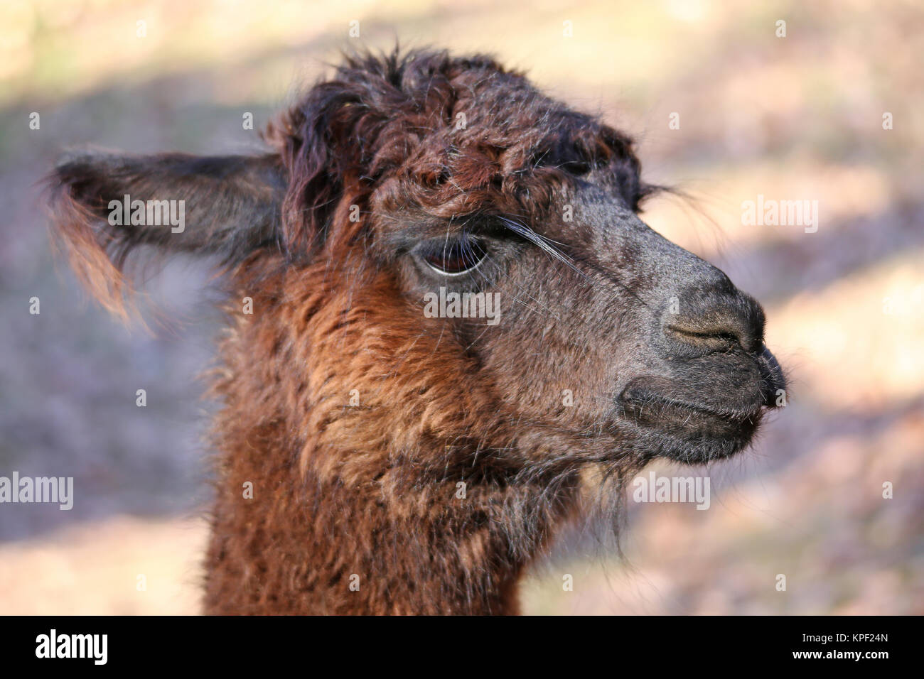 Brown alpaca in portrait Stock Photo - Alamy