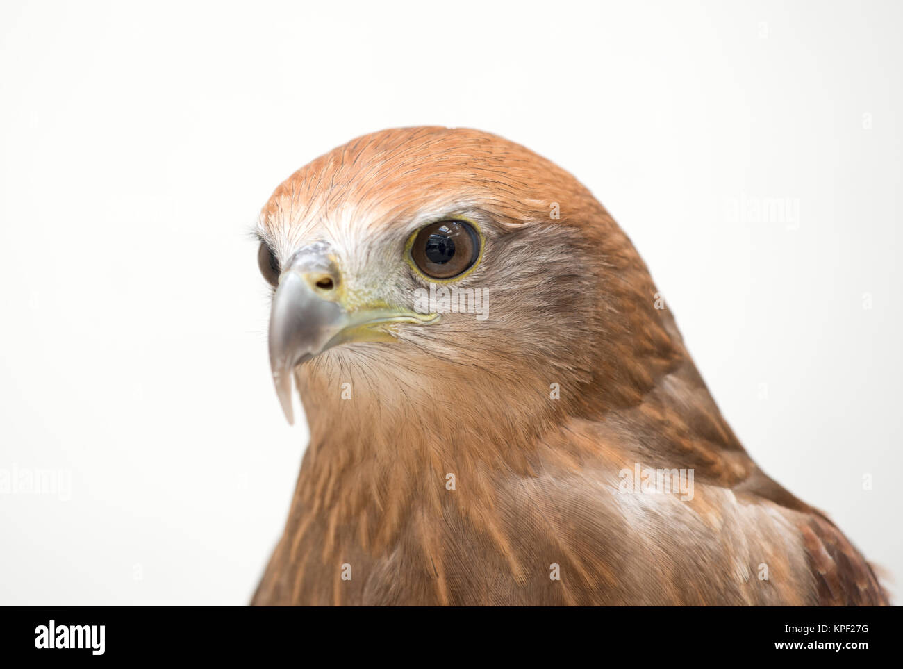 Young red kite hi-res stock photography and images - Alamy