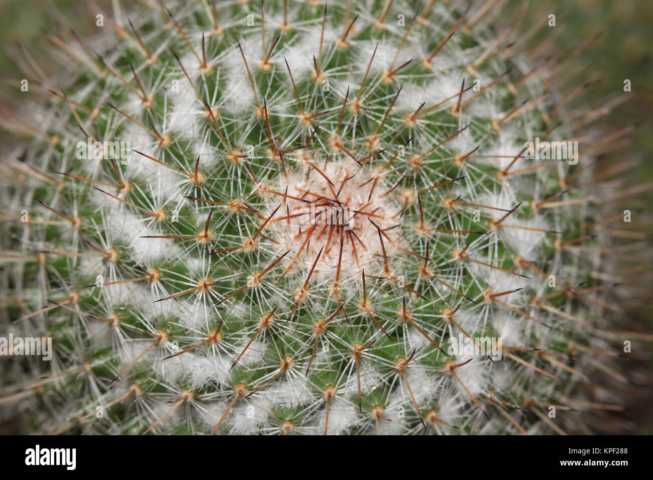 Close up of cactus texture background Stock Photo - Alamy