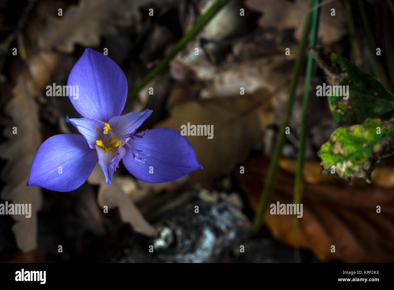 Purple flower in the forest Stock Photo - Alamy