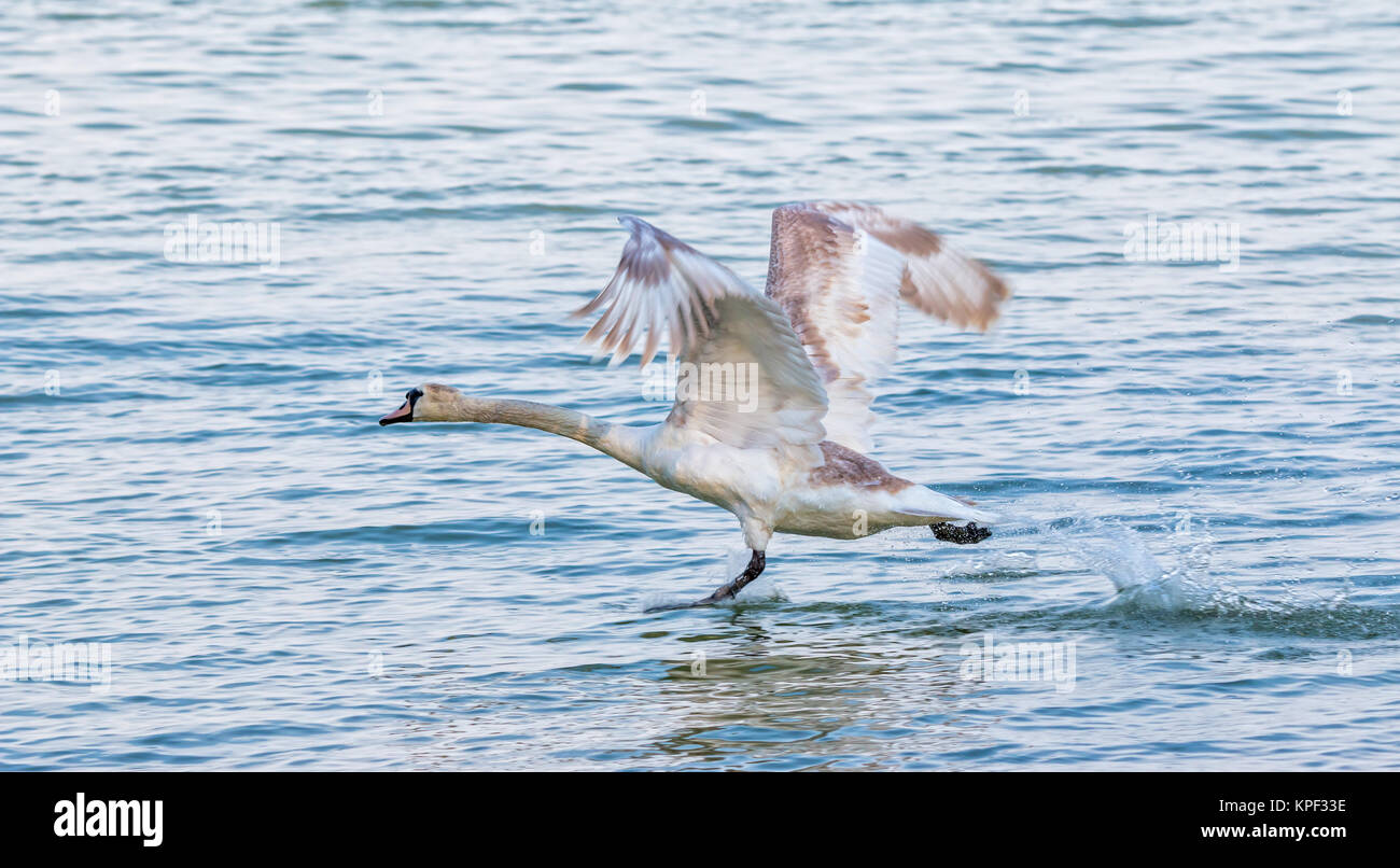 Young swan flying Stock Photo - Alamy