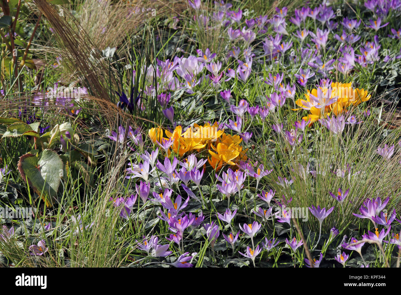 Yellow and purple crocuses in the spring garden Stock Photo - Alamy