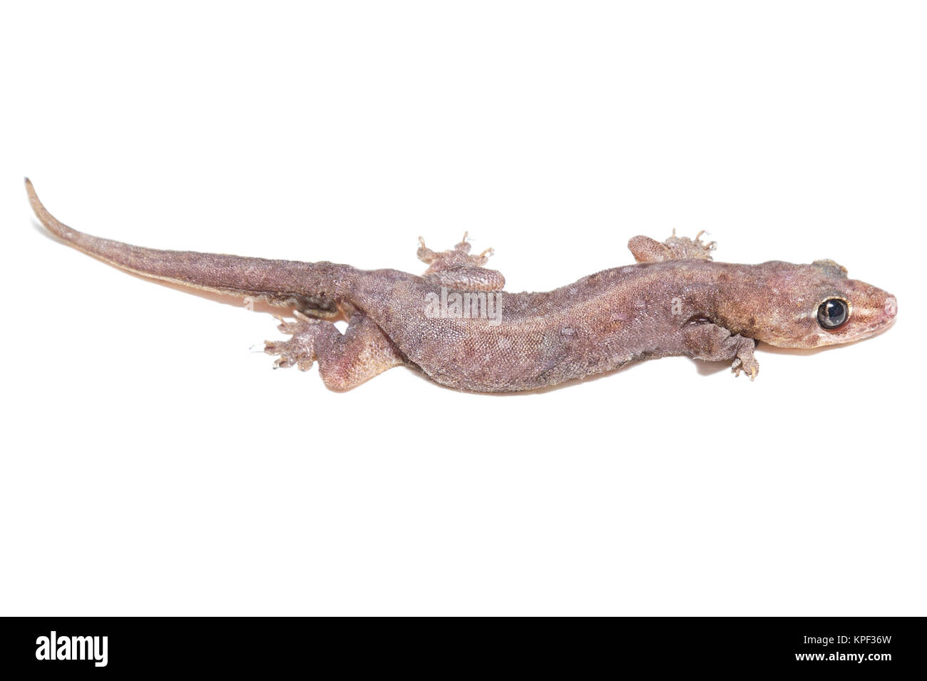 Tropical gecko lizard isolated Stock Photo - Alamy
