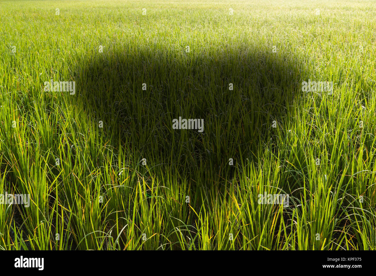 Heart shaped shadow in a rice field Stock Photo - Alamy