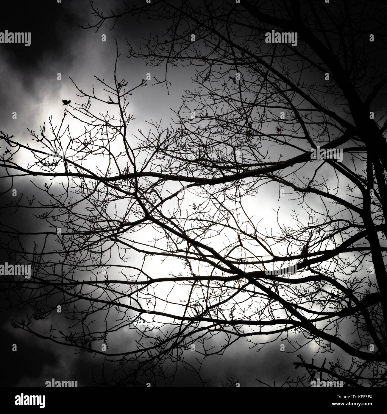 Conspicuous Location Of The Tree High Resolution Stock Photography and ...