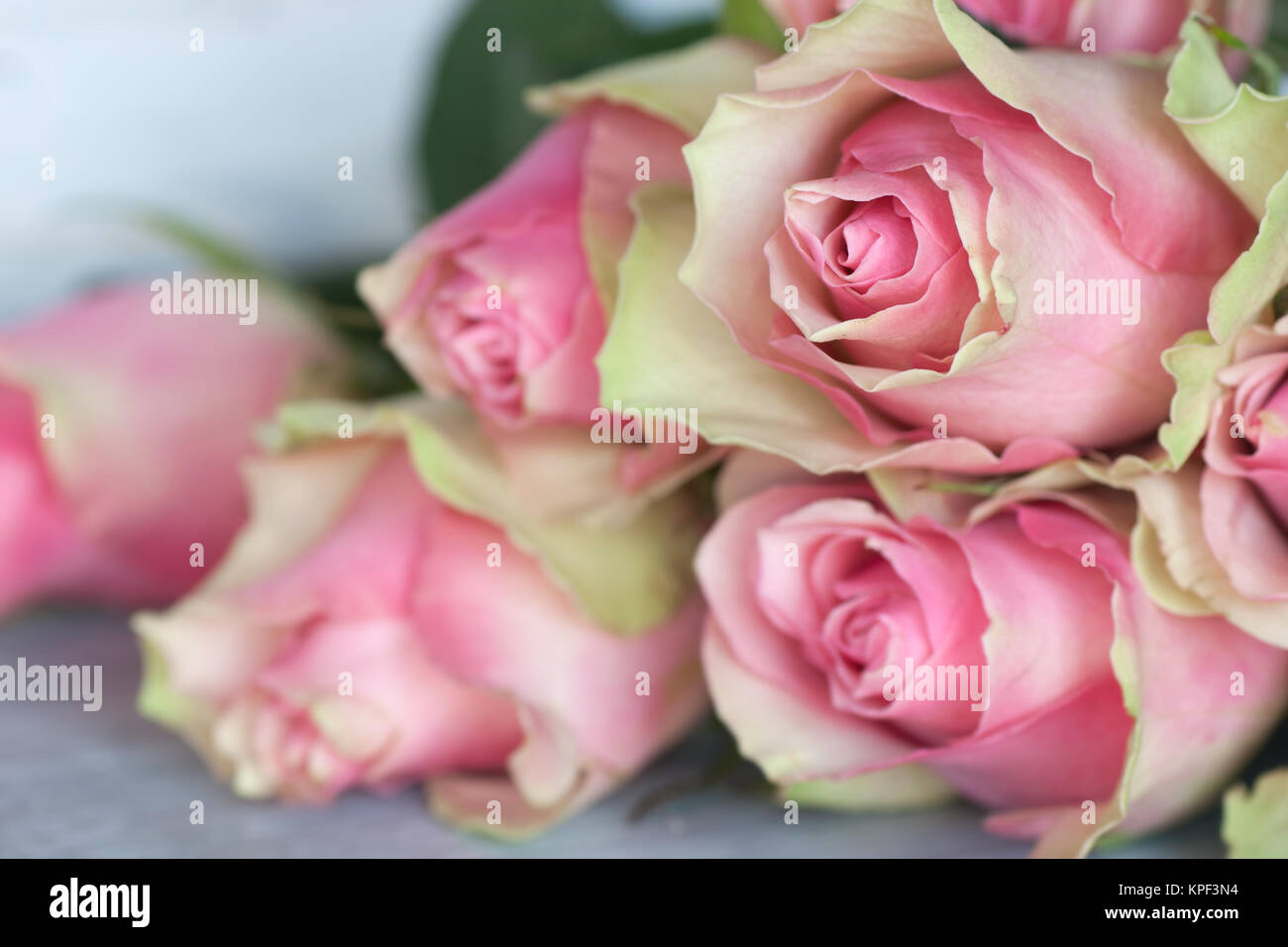 Beautiful pink roses in front of a wooden background Stock Photo - Alamy