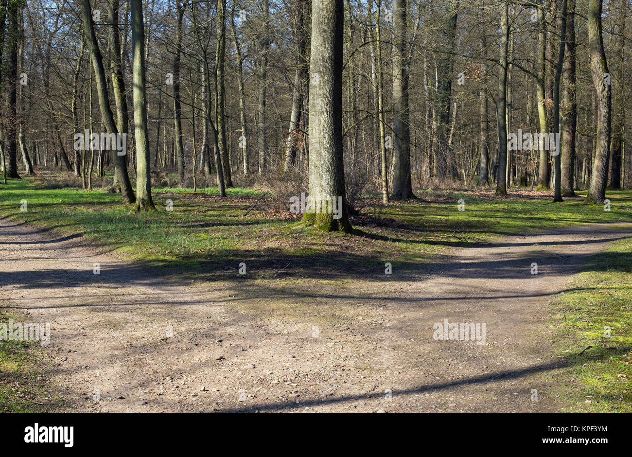 Right or left? A fork in the forest Stock Photo - Alamy