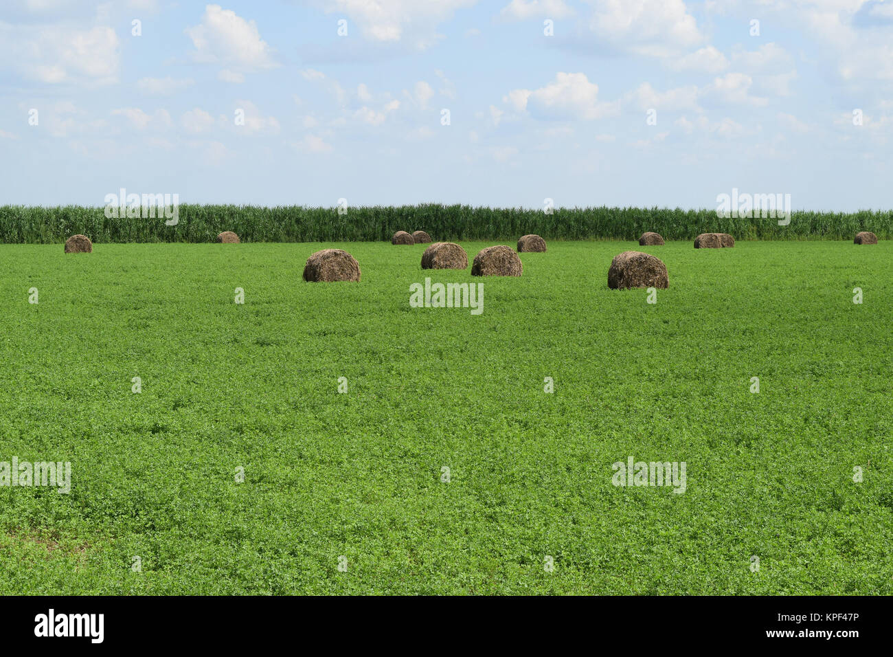 Haystacks rolled up in bales of alfalfa Stock Photo - Alamy