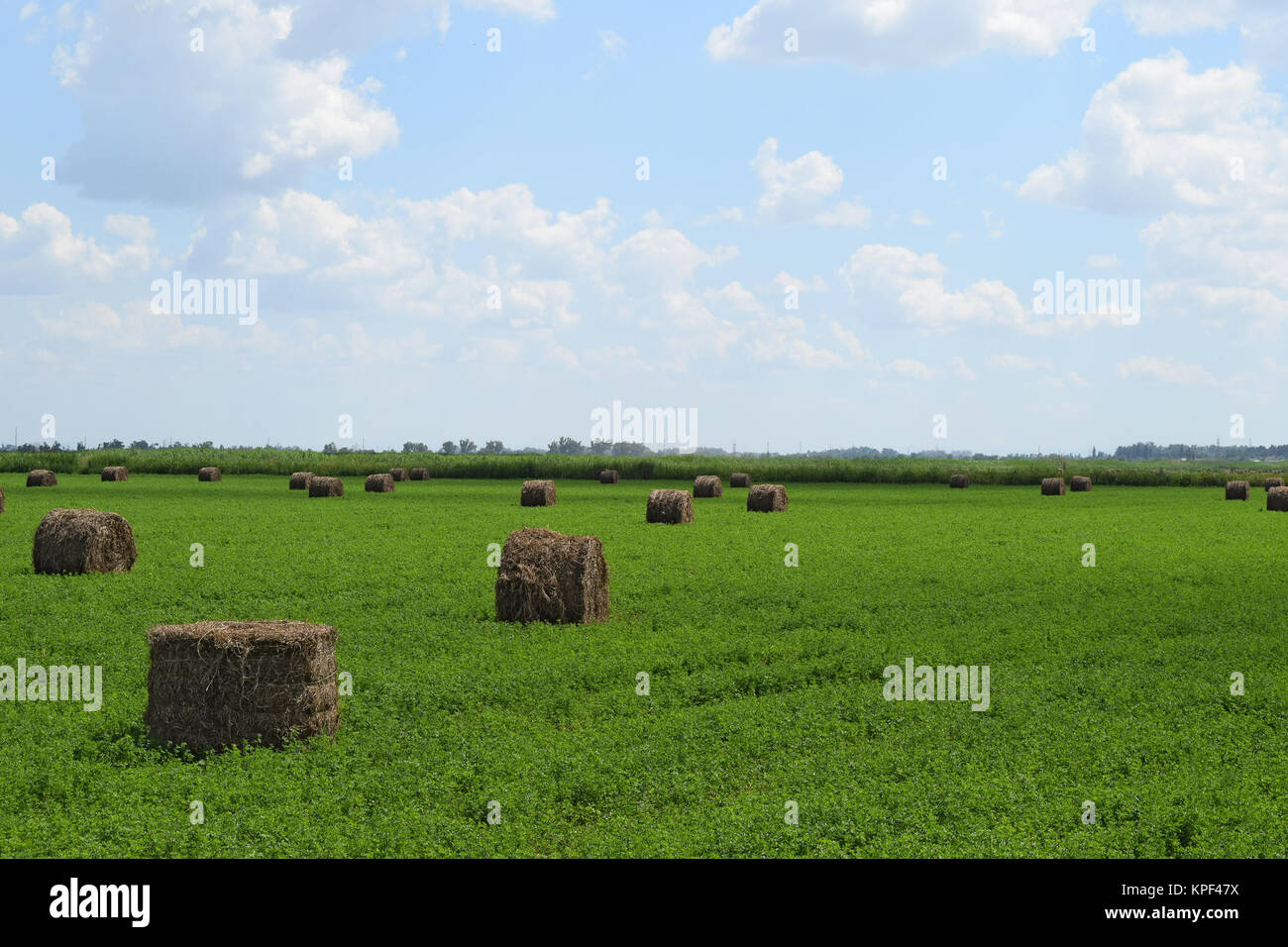 Haystacks rolled up in bales of alfalfa Stock Photo - Alamy