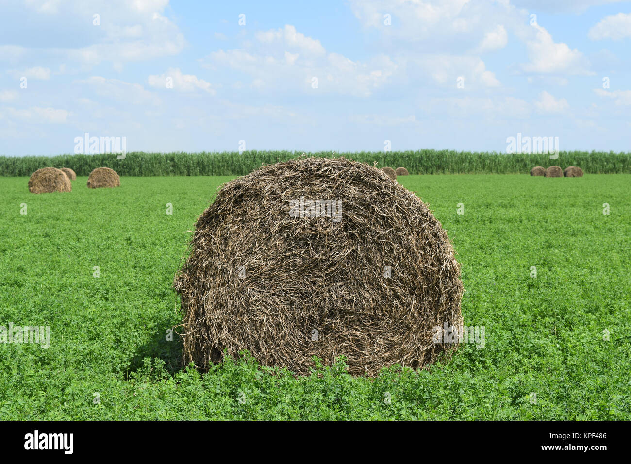 Haystacks rolled up in bales of alfalfa Stock Photo - Alamy
