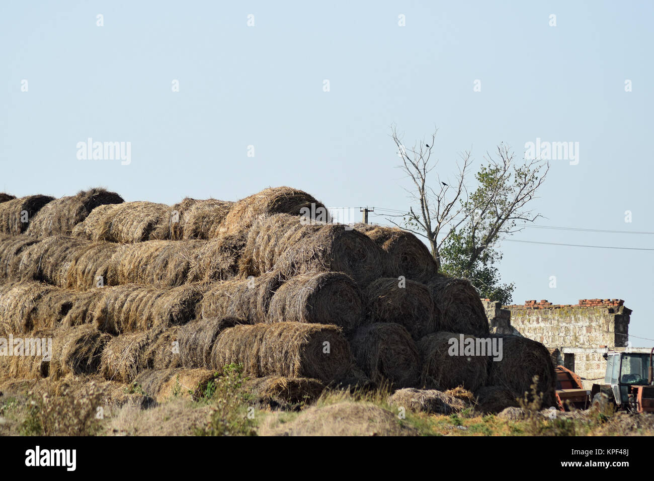 Haystacks in the field Stock Photo - Alamy