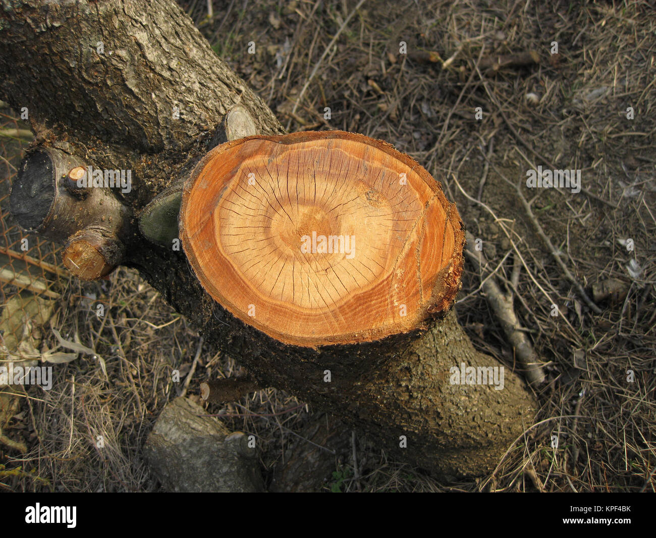Stump felled plums Stock Photo - Alamy