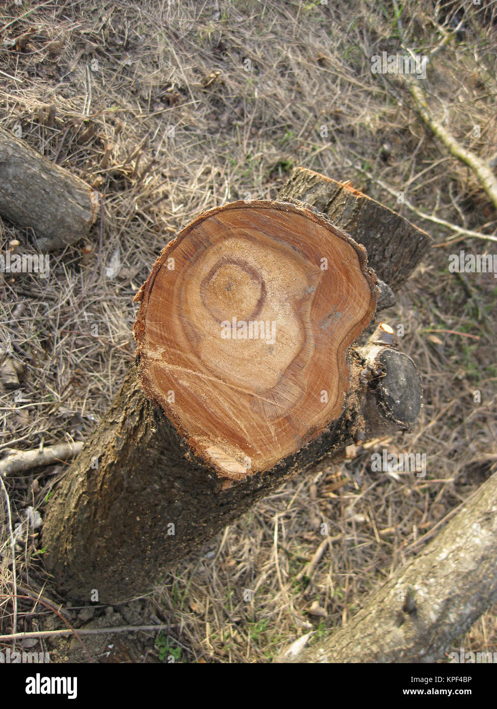 Stump felled plums Stock Photo - Alamy