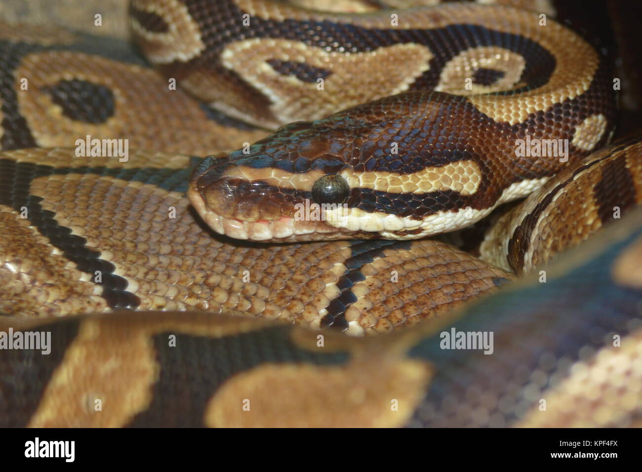 The God snake Stock Photo - Alamy