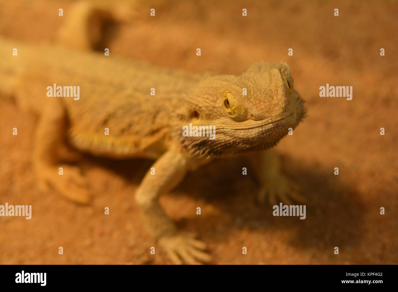 Desert agame hi-res stock photography and images - Alamy