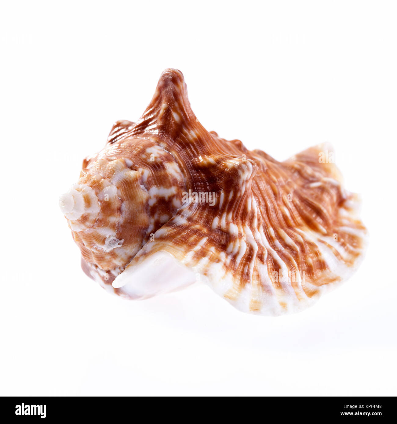 seashell of marine snail isolated on white background, close up Stock ...